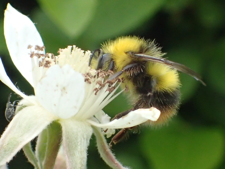 Wijkbij van de maand: de weidehommel