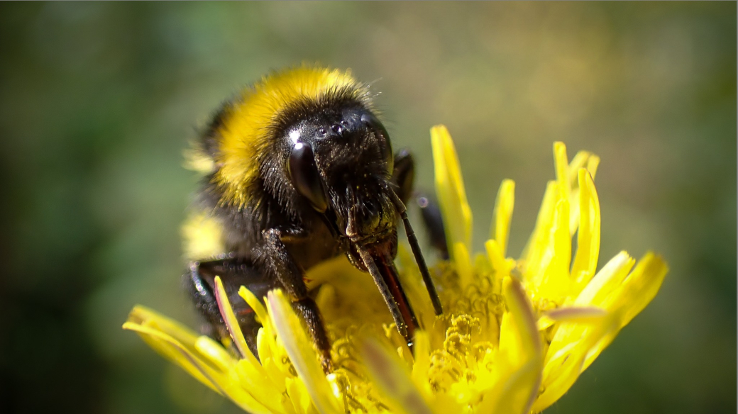 Wijkbij van de maand: de tuinhommel