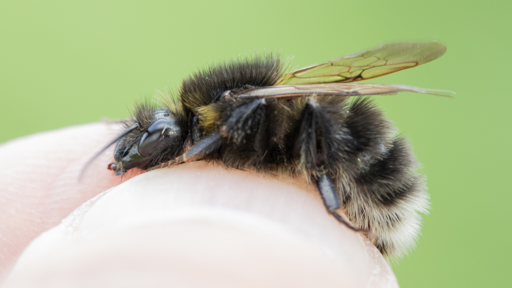Wijkbij van de maand: de tuinhommel