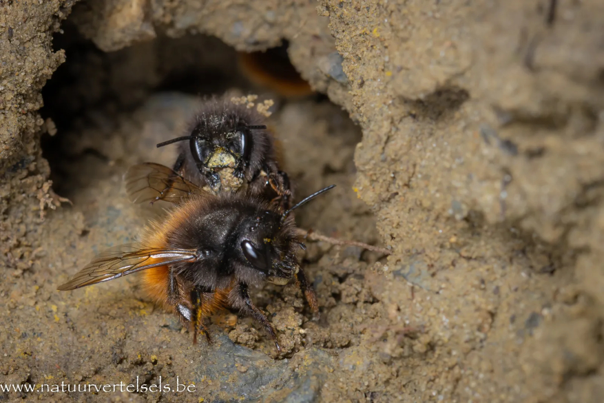 Wijkbij van de maand: de gehoornde metselbij