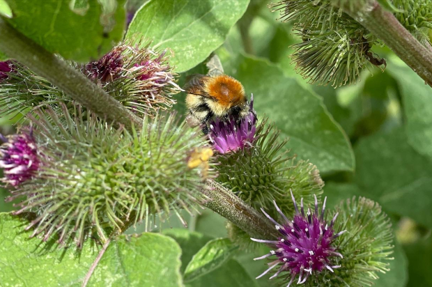 Hoeksche Waard Zoemt