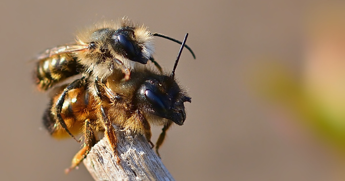 Wijkbij van de maand: de rosse metselbij