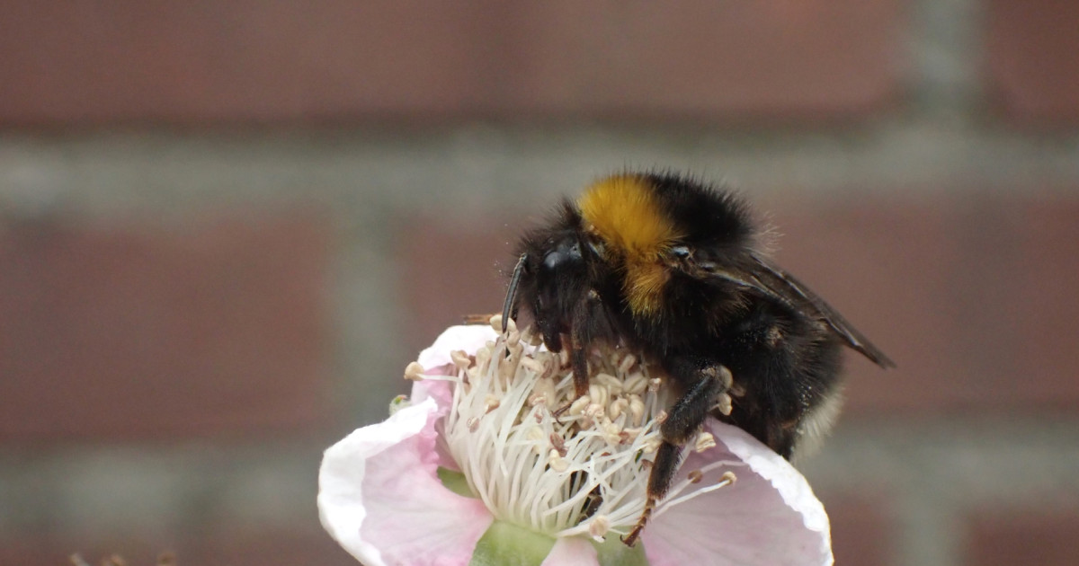 Geen rooskleurige toekomst voor hommels