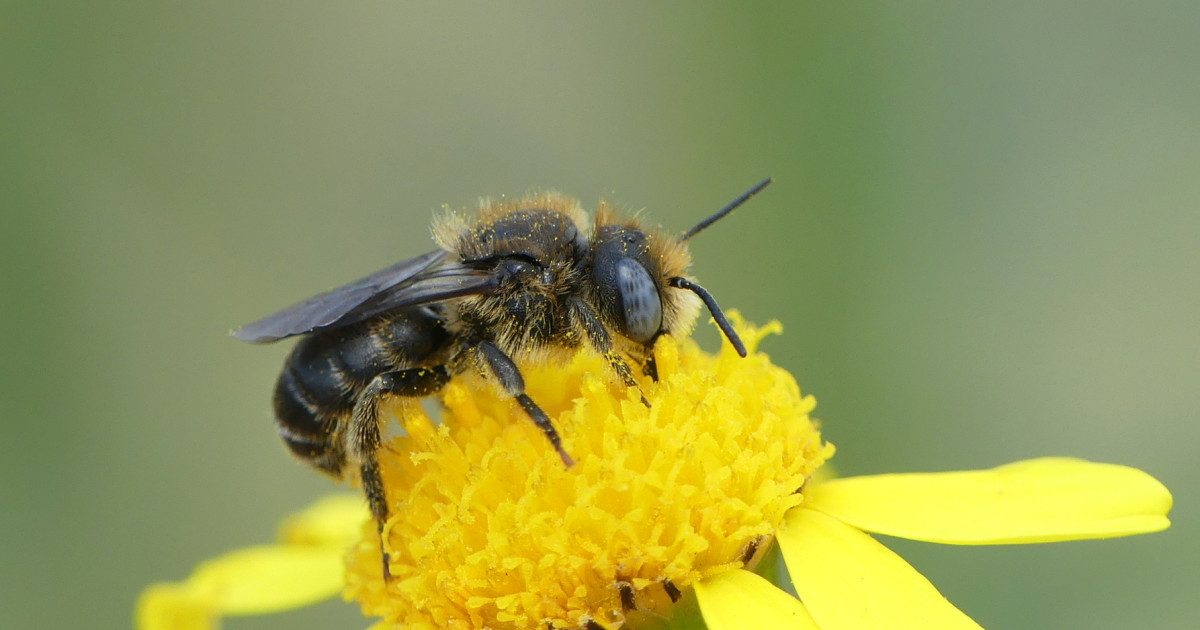 Bijen in open duingebieden