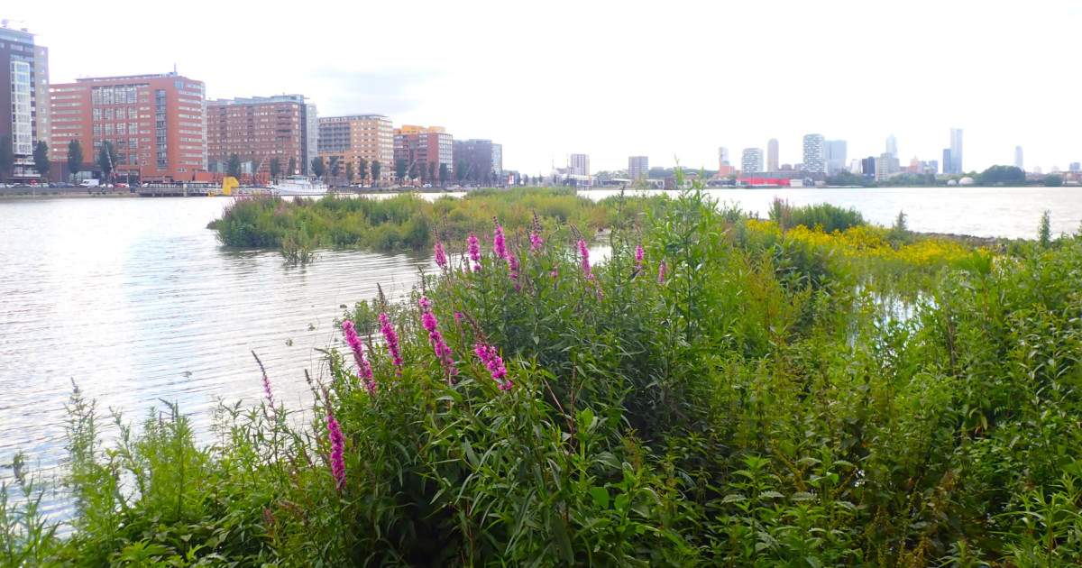 Geslaagde eerste bijeenkomst bijenlandschap regio Rijnmond