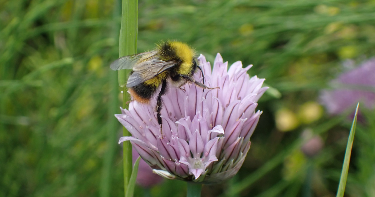 Wijkbij van de maand: de weidehommel