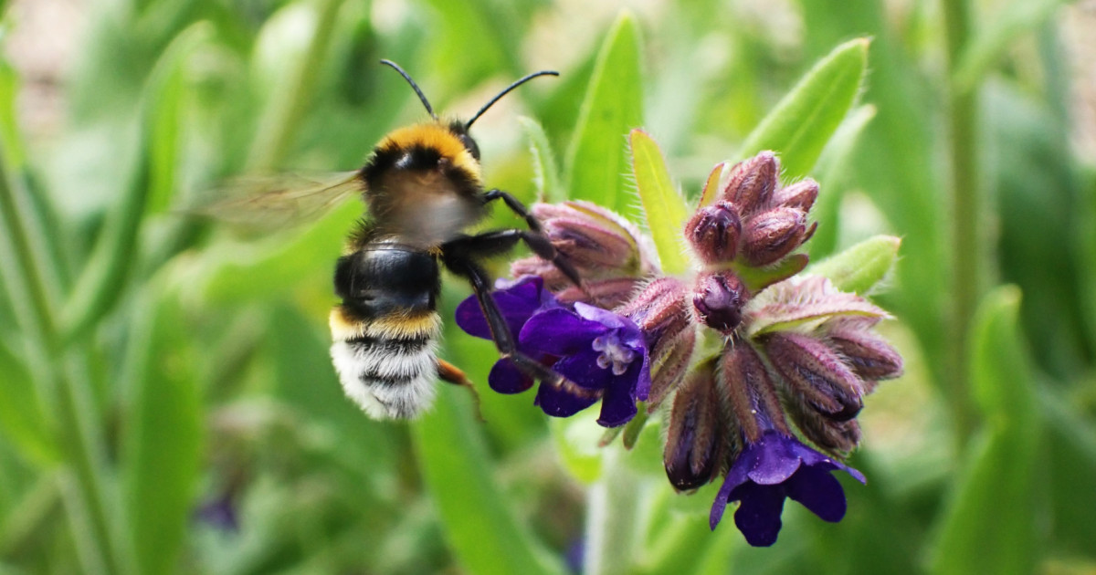 Een kijkje in de keuken bij het Meetnet Hommels