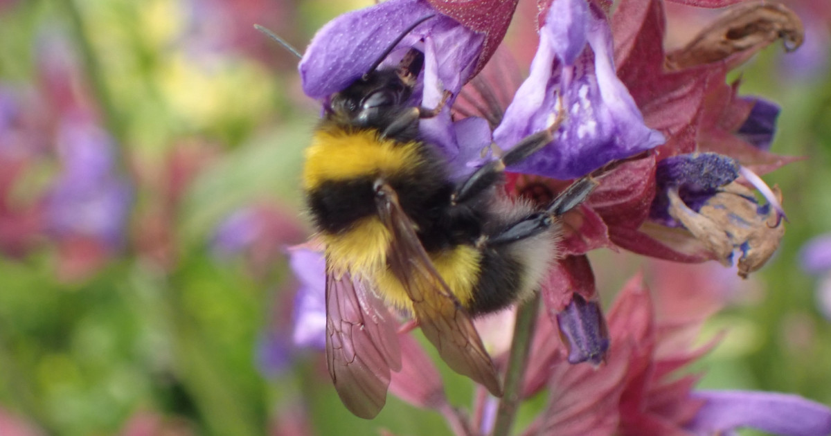 Wijkbij van de maand: de tuinhommel
