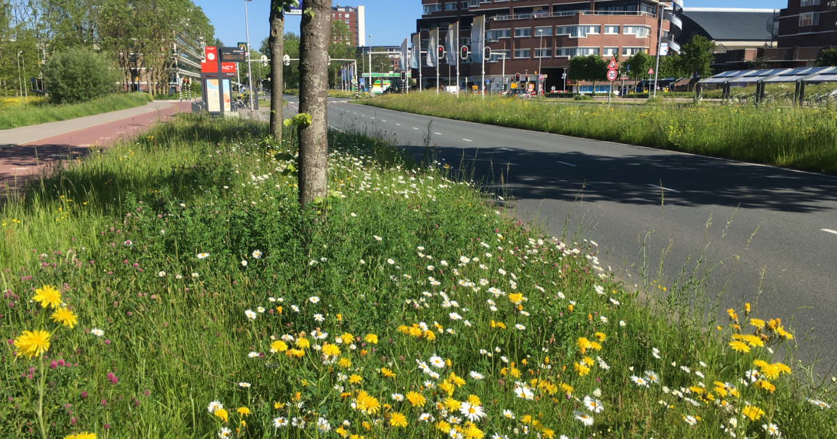 Factsheet helpt bij implementatie ecologisch bermbeheer