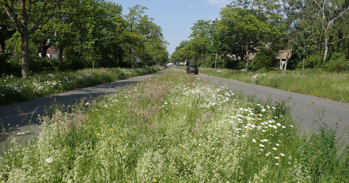 Overijsselse gemeenten aan de slag voor natuurinclusieve bermen